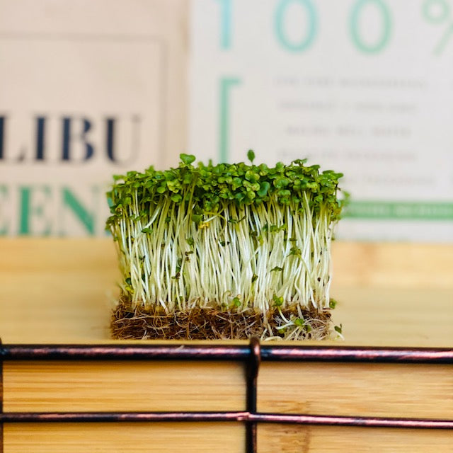 Wasabi Microgreens – Malibu Microgreens